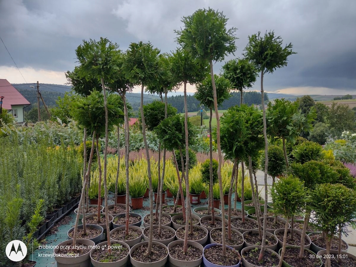 Tuja Brabant - kule kulki formowana na pniu (Tuje formowane na pniu w kule) • Cena, Opinie ...