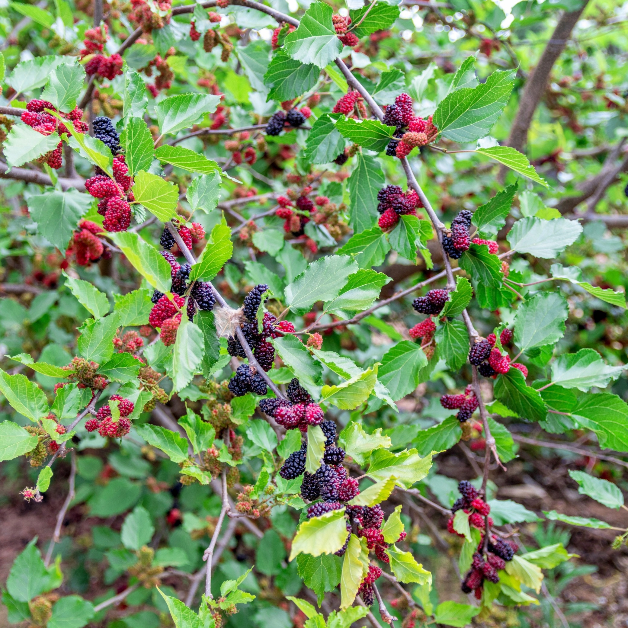 Morwa Karłowa Kompaktowa Odmiana do 1m Duże Sadzonki W Donicy P17 XL ...