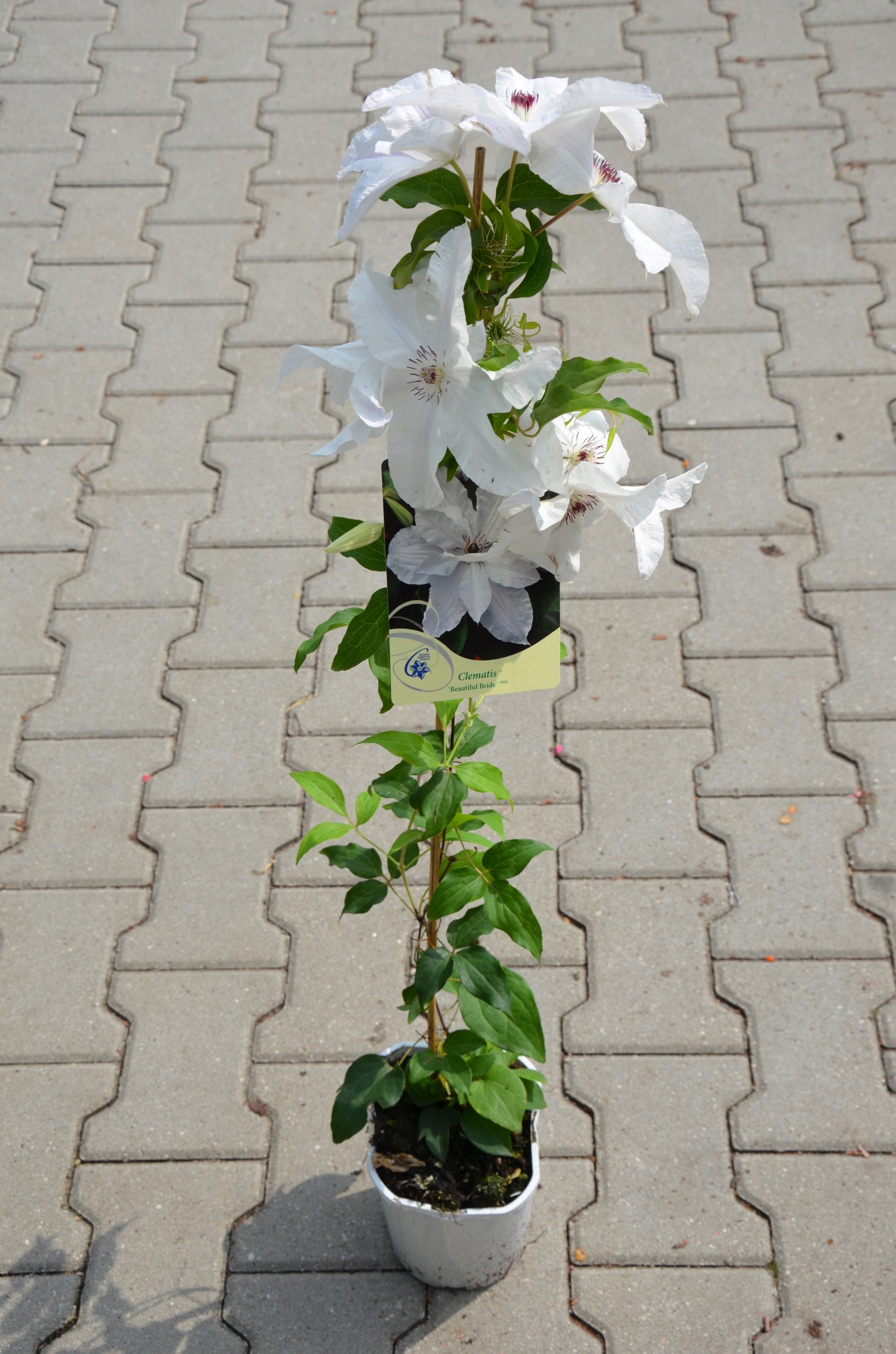 Clematis 'Beautiful Bride' Powojnik 70-90 cm 2L • Cena, Opinie ...