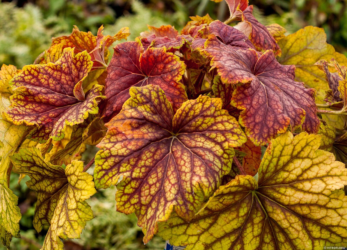 Heucher 'Red Lightning' daru za 1660.00HUF-ért - Allegro