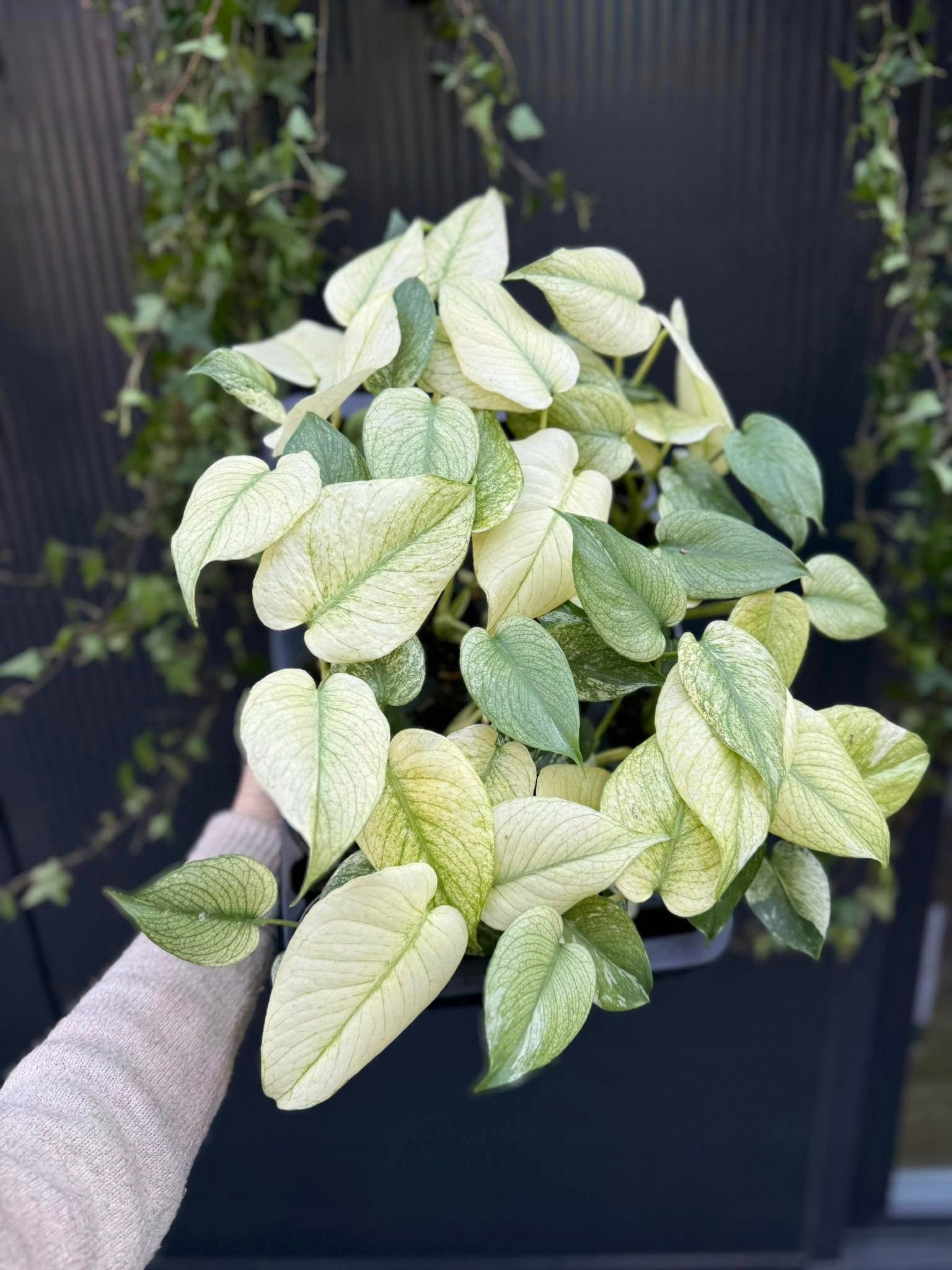 Monstera Mint - Niska cena na Allegro