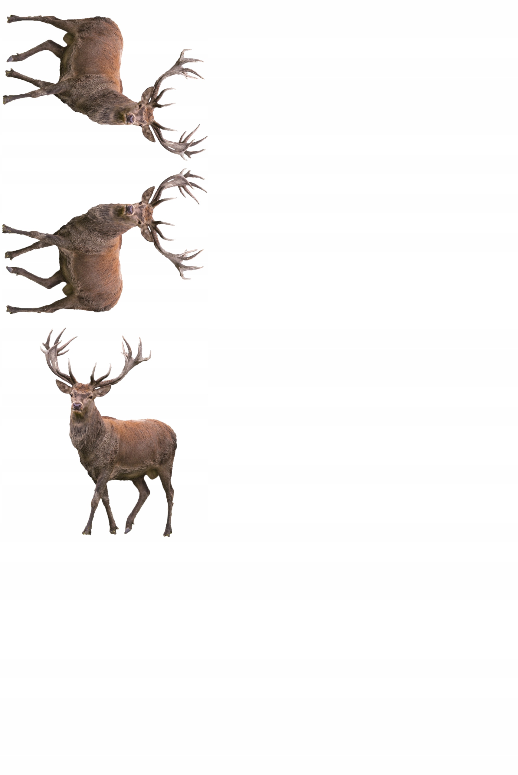 PAPIER WAFLOWY OPŁATEK JELEŃ BYK MYŚLIWY LAS WIENIEC LAS DODATKI (5906146209428) • Cena, Opinie ...