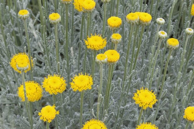 Santolina cyprysikowata Santolina chamaecyparissus • Cena, Opinie ...