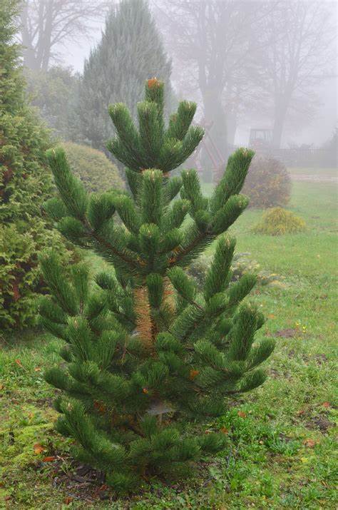 Borovice černá 'OREGON GREEN' C5 za 968.00CZK - Allegro