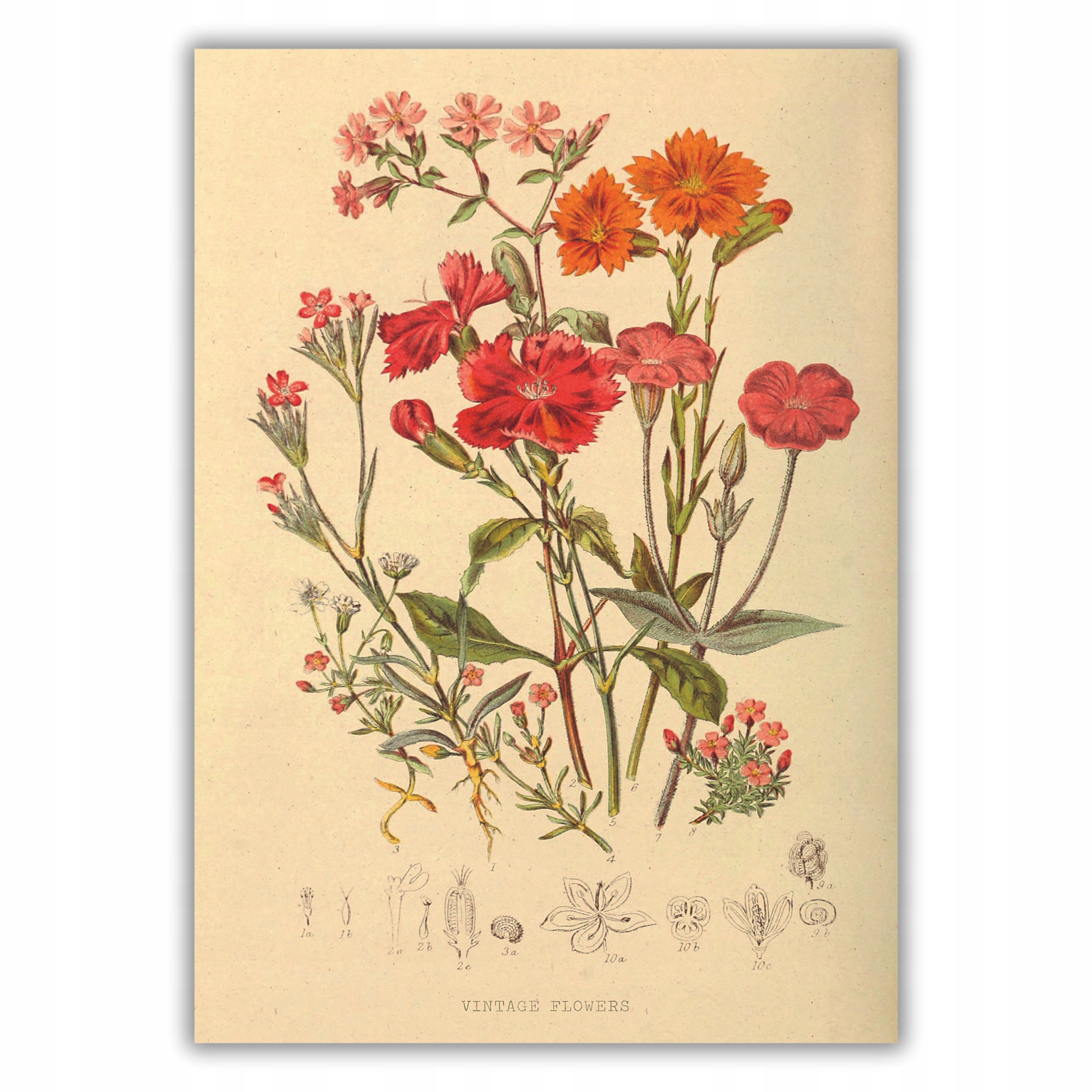 PLAKAT VINTAGE KWIAT *dużo wzorów* ROŚLINY PLAKATY (PLAKAT PLAKATY ... PLAKAT VINTAGE KWIAT *dużo wzorów* ROŚLINY PLAKATY (PLAKAT PLAKATY ...