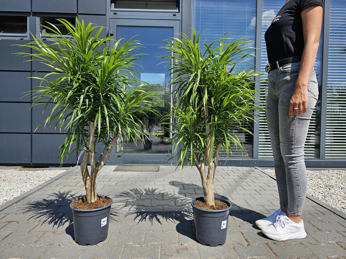 DRACENA ANITA 110-120 CM REFLEXA ROŚLINA DONICZKOWA WEWNĘTRZNA DRZEWKO ...