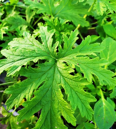 Pelargonia pachnąca Geranium - Anginka SADZONKI • Cena, Opinie • Zioła ...