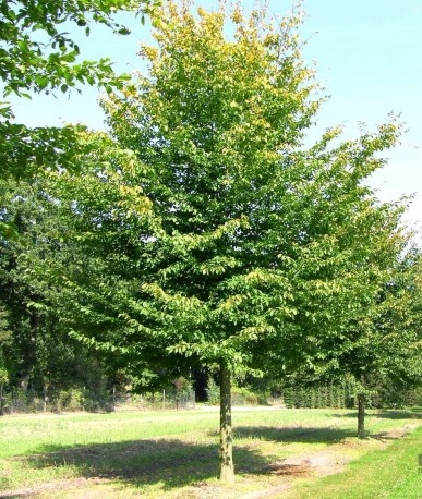 Grab sadzonka w pojemniku 2-3l 80-100 cm • Cena, Opinie • Drzewa i ...