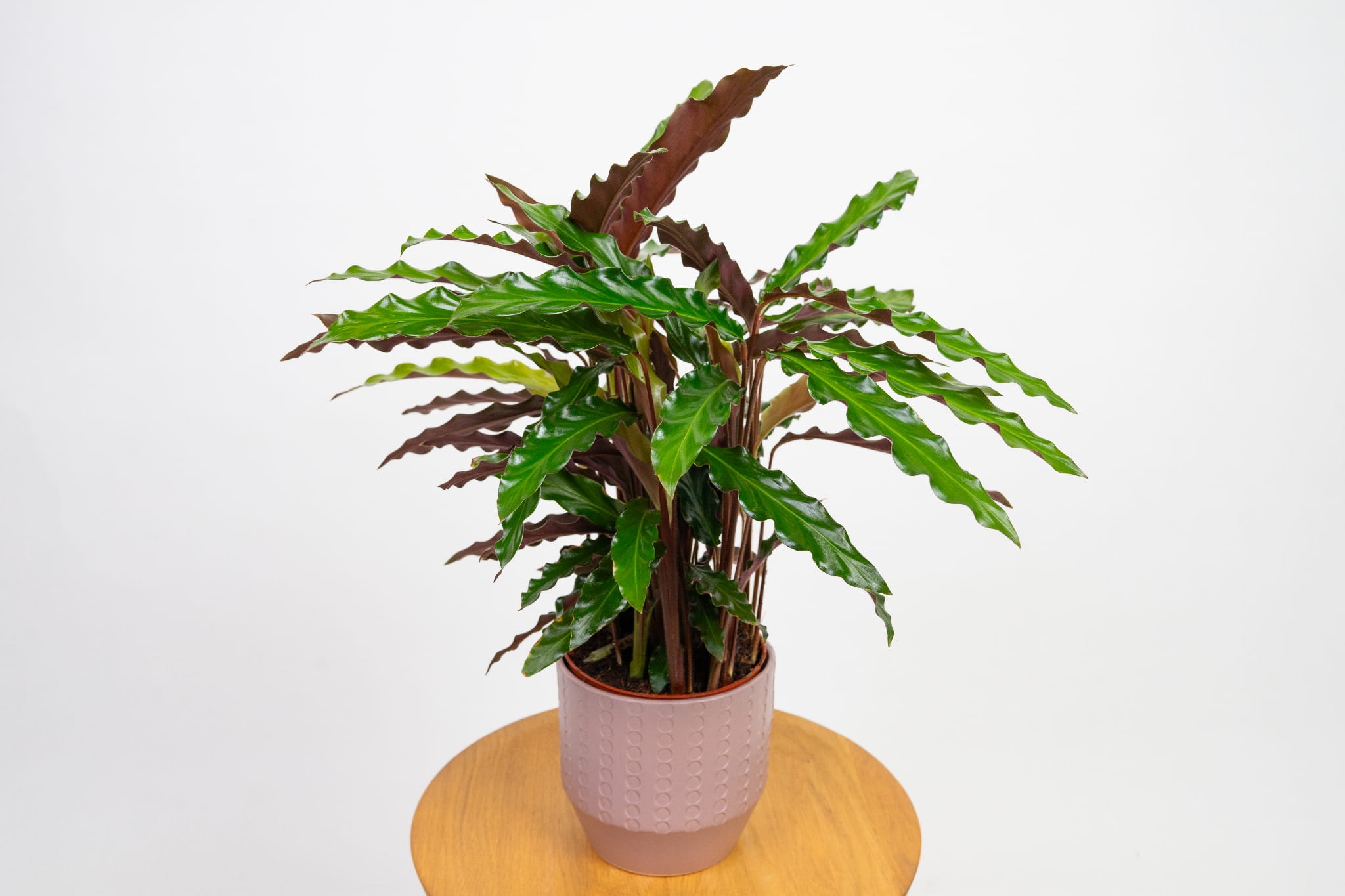 KALATEA FALISTOLISTNA (CALATHEA RUFIBARBA sadzonka w pojemniku 0,5-1l ...