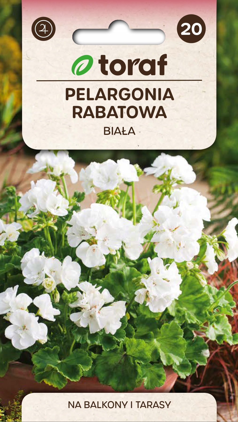 PELARGONIA RABATOWA BIAŁA F2 NASIONA 0,05g TORAF (5906468970433) • Cena ...