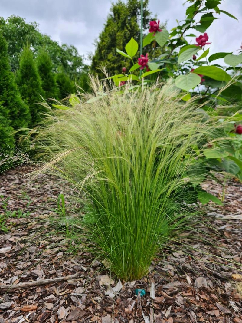 Trawa ozdobna STIPA PONY TAILS - sadzonka (16/09/3064) • Cena, Opinie ...