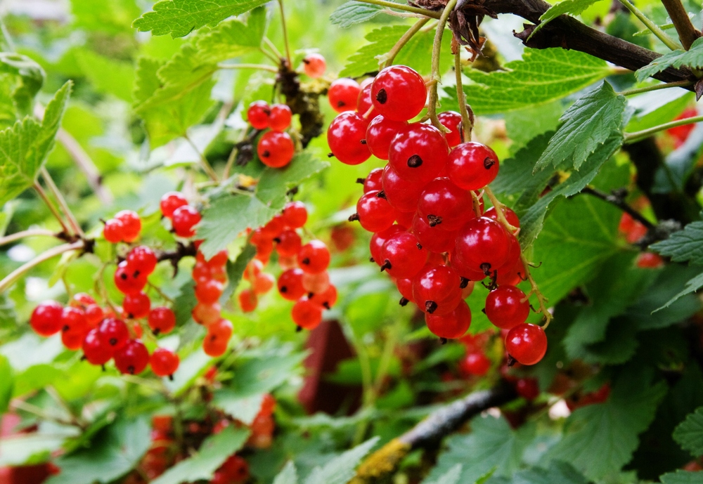 Ríbezle RONDOM sadenica s holým koreňom 40-60 cm, • Ceny, Recenzie ...