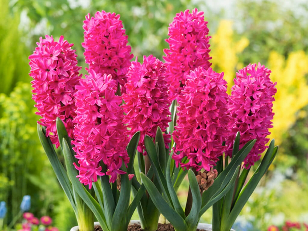 HIACYNT RÓŻOWY 'JAN BOS' | 5 SZT CEBULKI HIACYNTÓW • Cena, Opinie ...