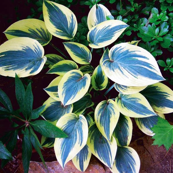 Hosta Funkia Mini Frost Mysie Uszka CEBULKA1 szt. • Cena, Opinie ...