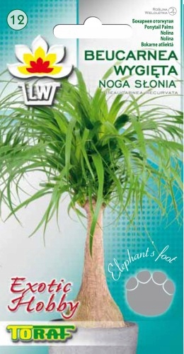 NOLINA NOGA SŁONIA 5 SZT NASIONA EXOTIC HOBBY (12) • Cena, Opinie ...