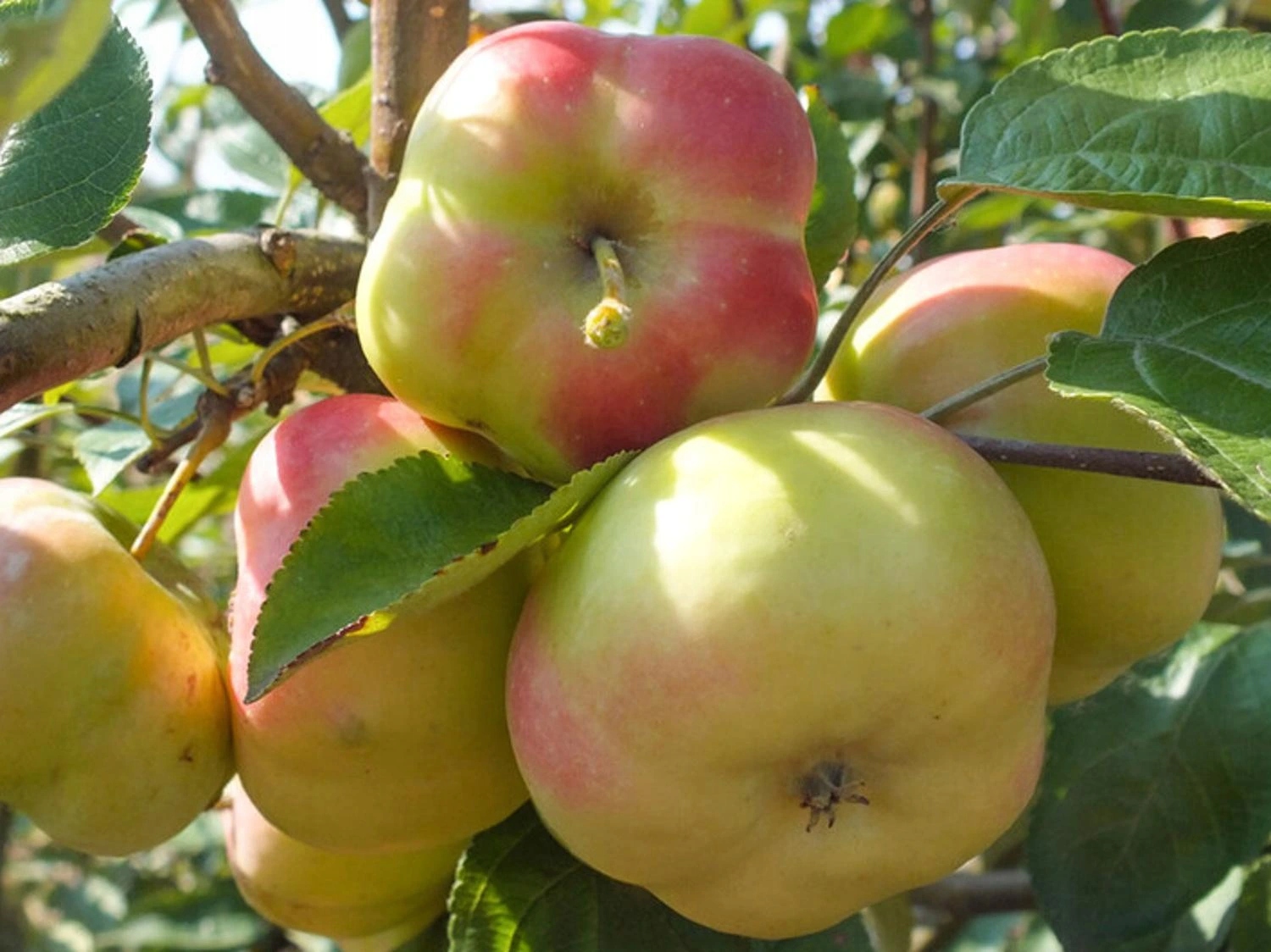 Jabloň Apistar - kontejner (kontejner C5) za 525.00CZK - Allegro