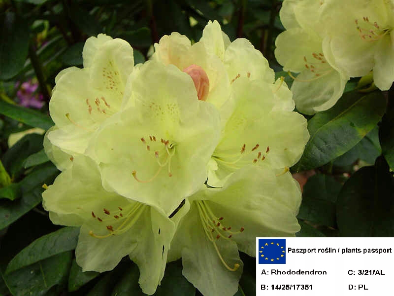 Różaneczniki i azalie żółty sadzonka w pojemniku 2-3l 40-50 cm • Cena ...