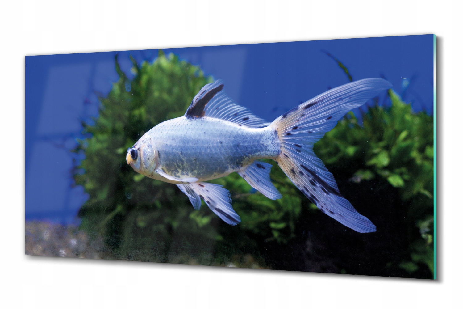 Obraz szklany na ścianę Ryba akwarium 100x50 • Cena, Opinie - Allegro