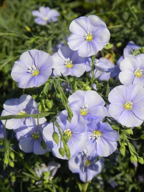 Len Trwały Sadzonka - Rośliny ogrodowe - Największy wybór roślin ...