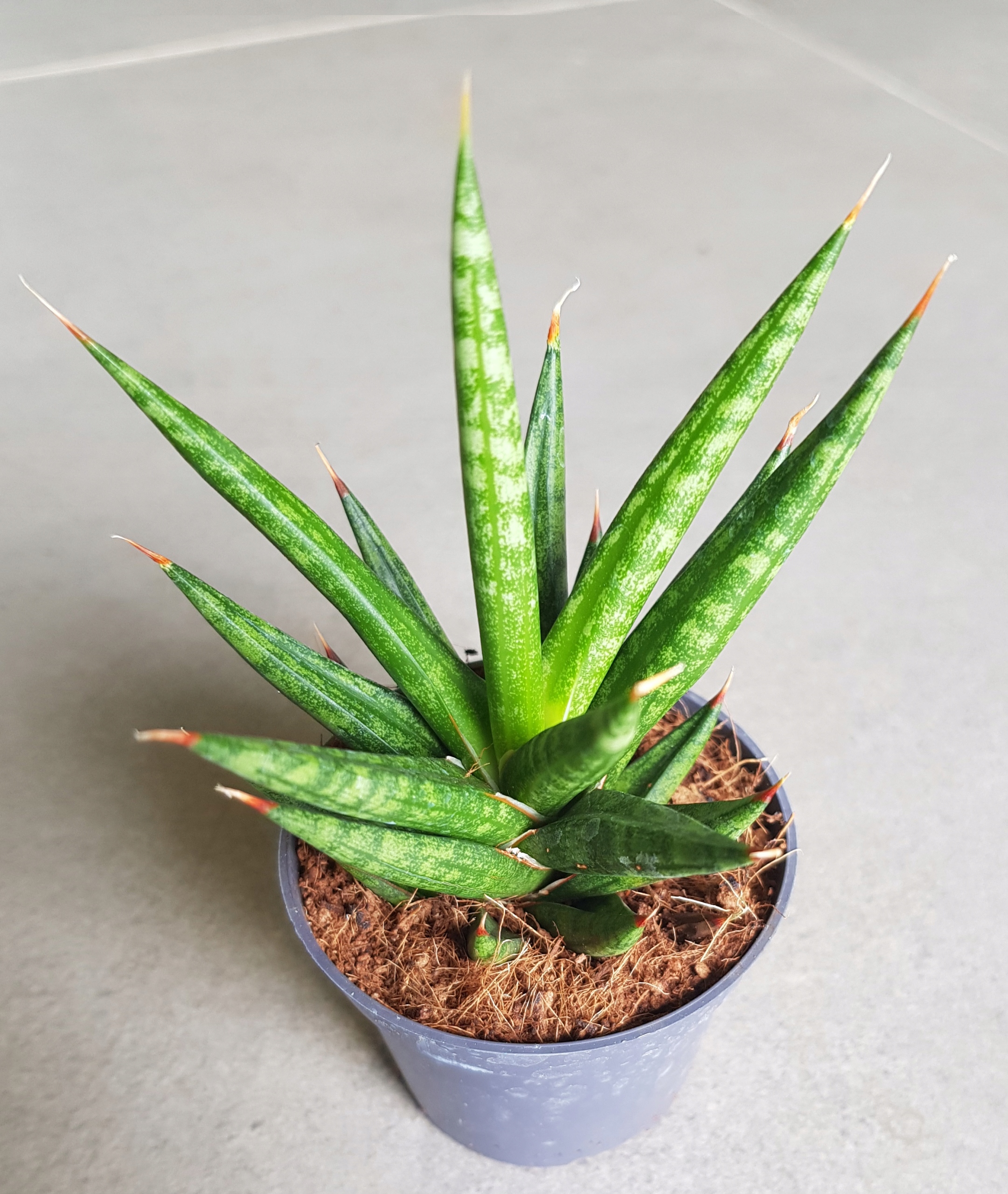 Sansevieria Francisi • Cena, Opinie • Rośliny doniczkowe 12567852735 ...