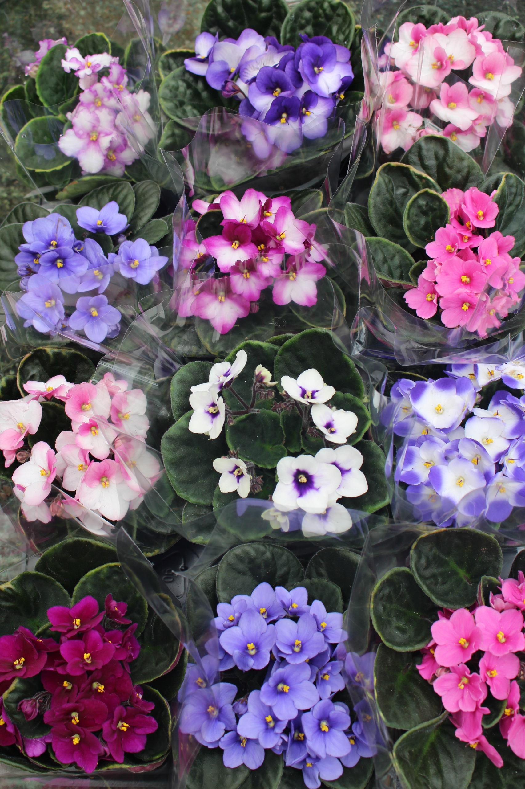 FIOŁEK AFRYKAŃSKI Saint Paulia Piękne kolory. (a) • Cena, Opinie ...