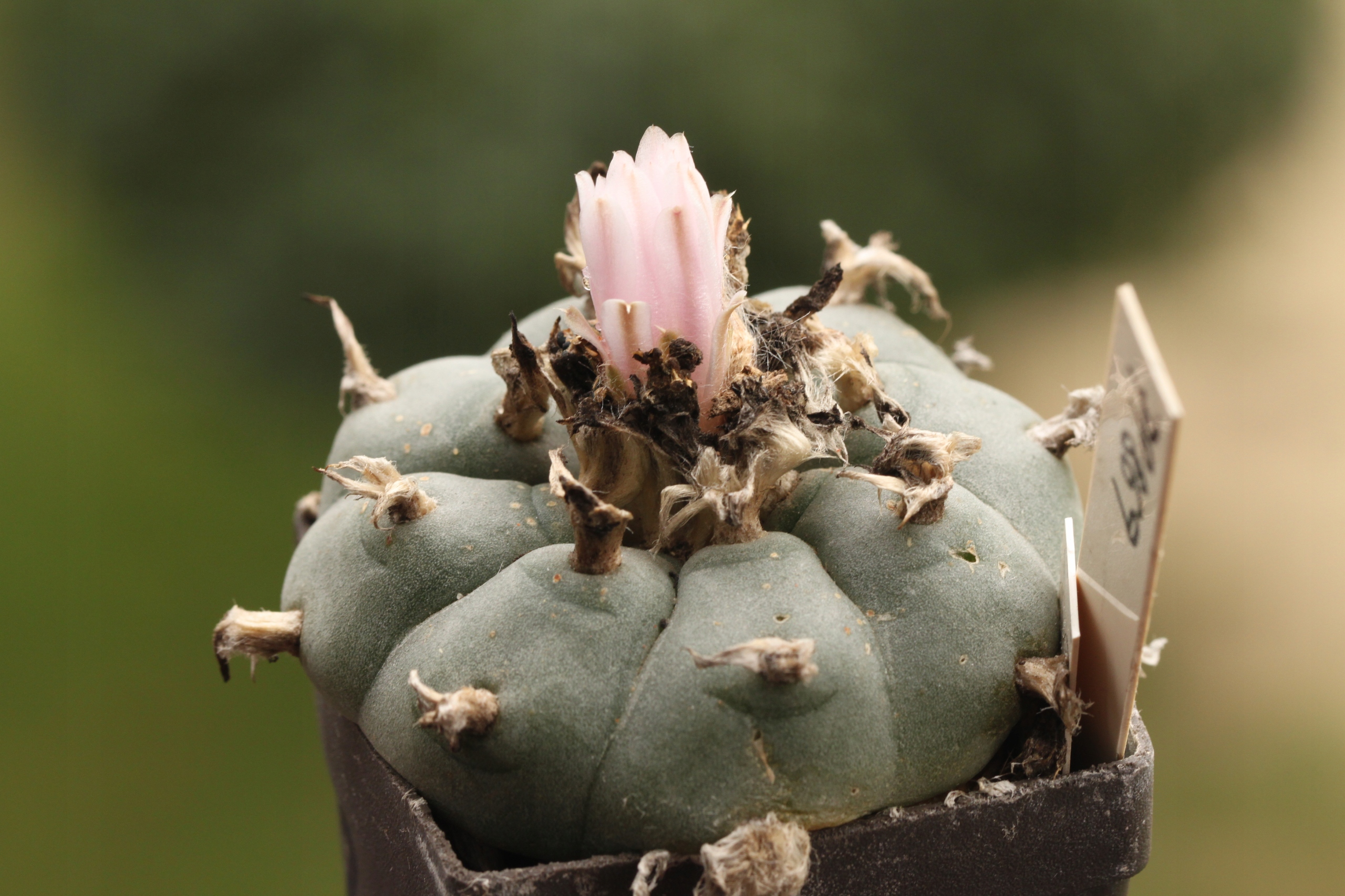 Kaktusy. Lophophora williamsii PP 869, Sierra de la Paila (0) • Cena ...