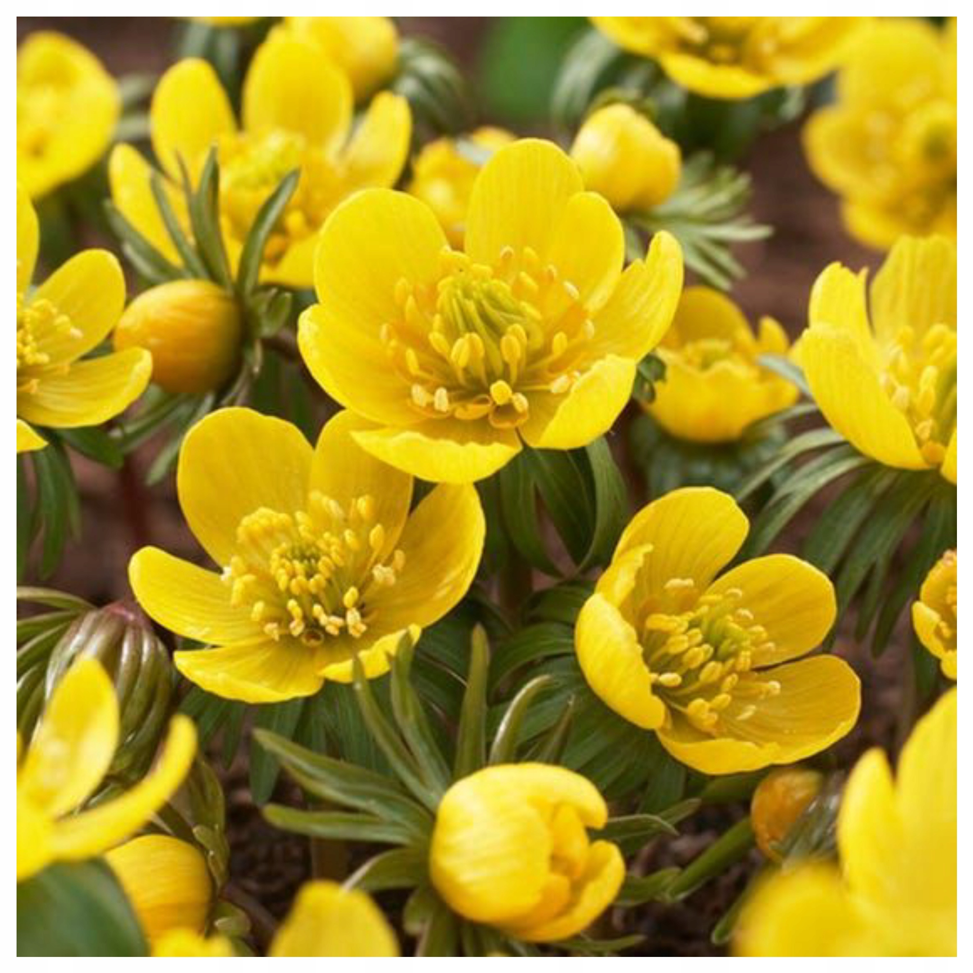 RANNIK WIOSENNY CYLICYJSKI ERANTHIS cebulki 5 sztuk + GRATIS (RANNIK ...