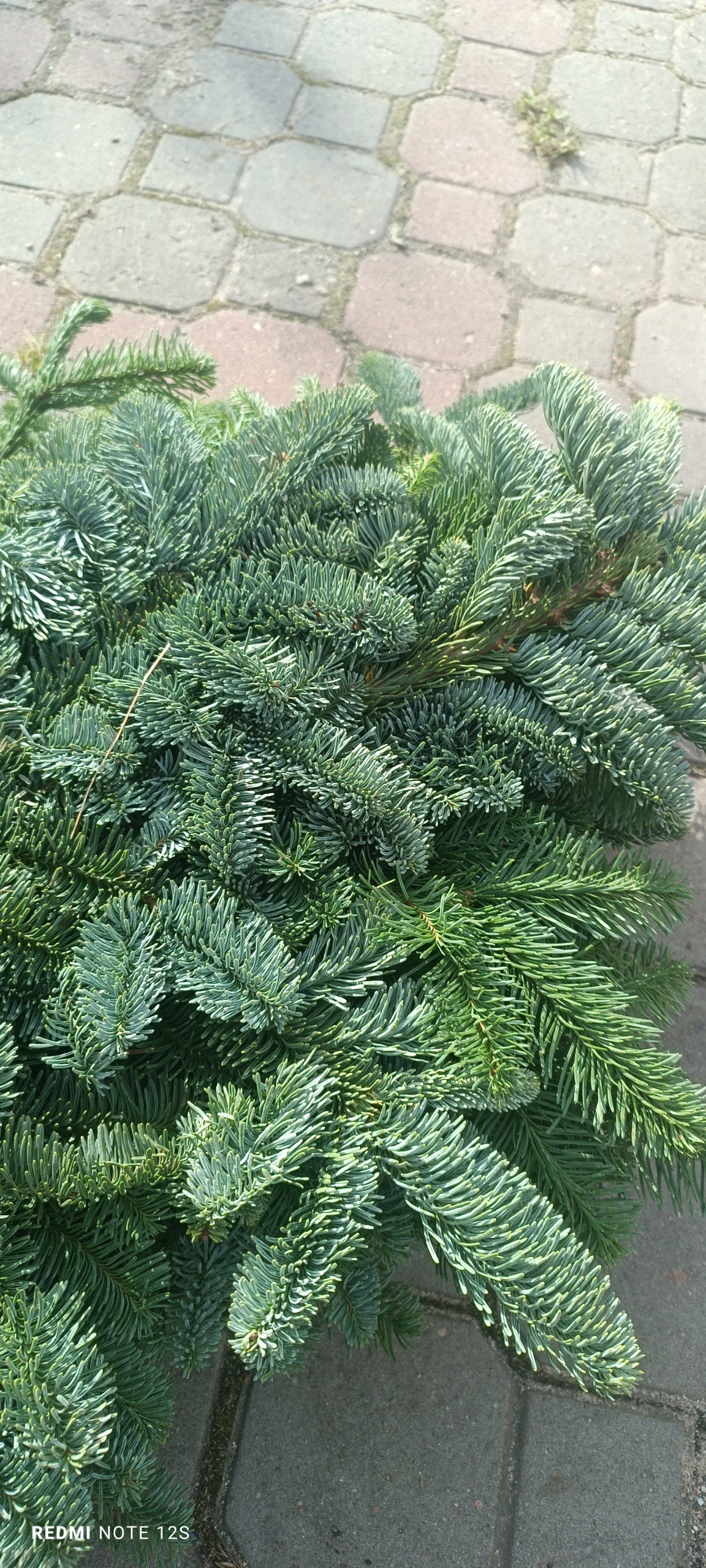 Kaufland Chisinau Ore De Lucru - Niska cena na Allegro