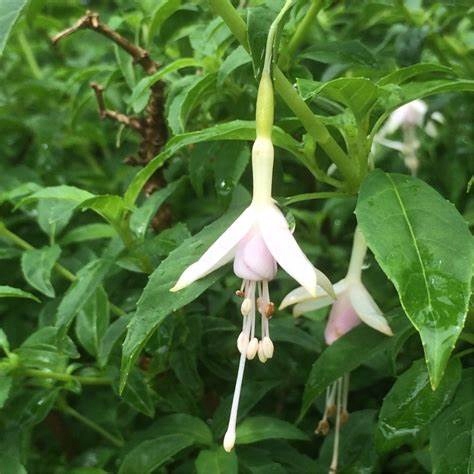 Fuksja Magellanska Sadzonki - Rośliny ogrodowe - Największy wybór ...