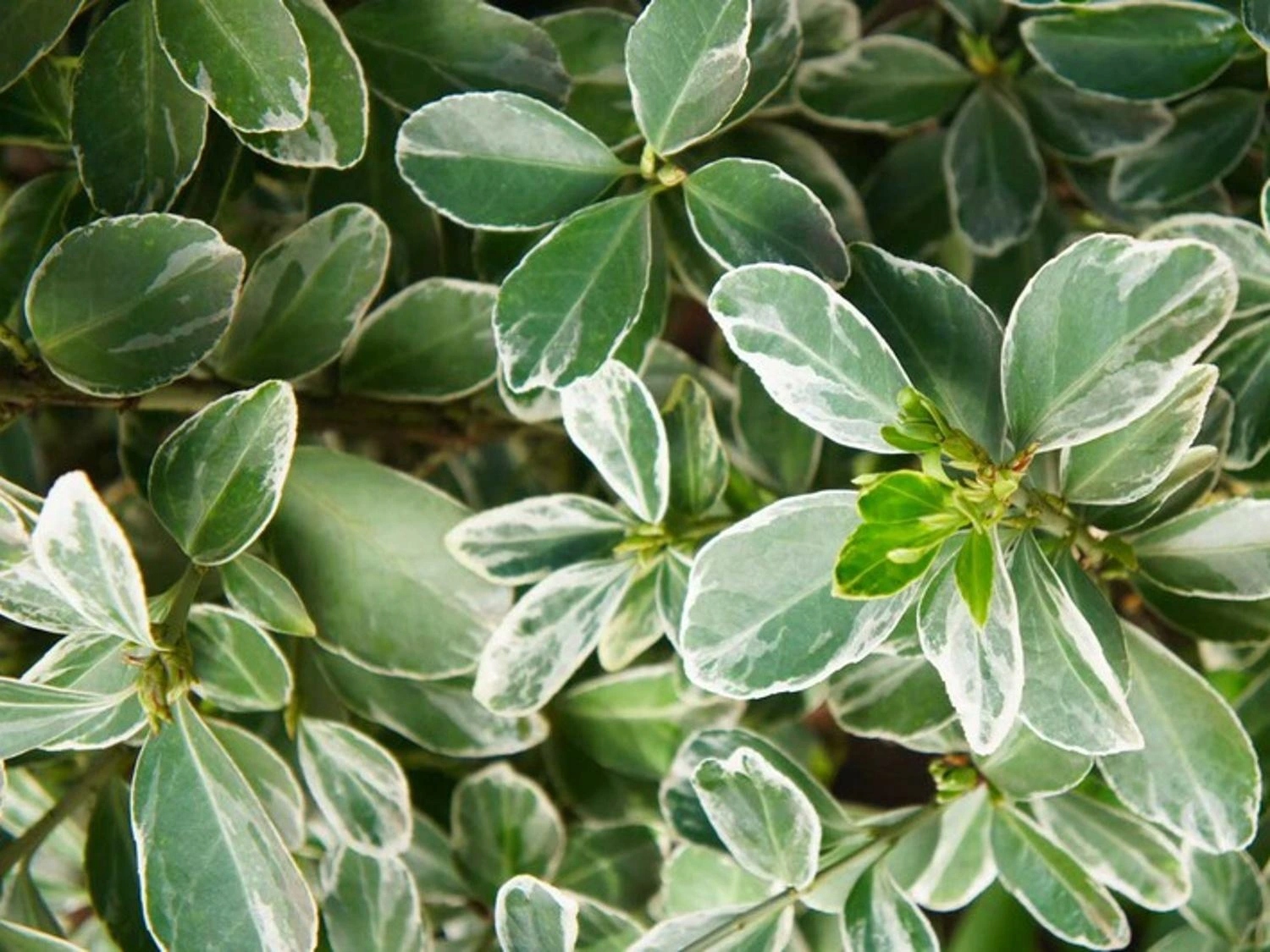 Brslen japonský Albomarginatus (kontejner p9) za 99.00CZK - Allegro