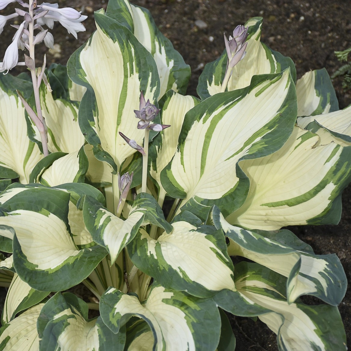 Funkia 'Hans' Hosta za 1935.00HUF-ért - Allegro