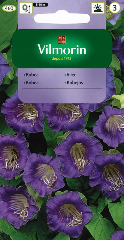 Nasiona Kobea 0,5 g (5907617310841) • Cena, Opinie • Rośliny ozdobne 12746798763 • Allegro