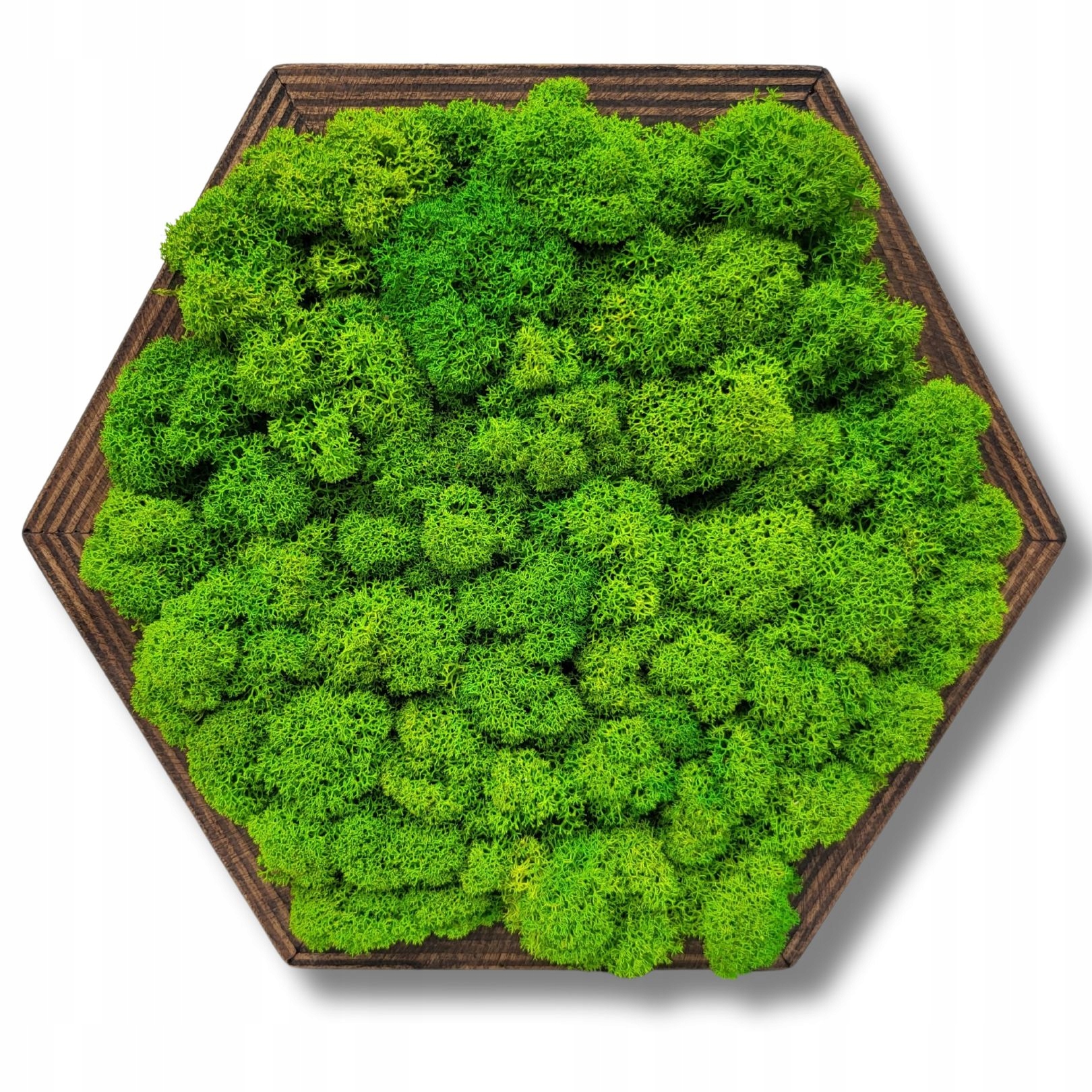 OBRAZ Z MCHU MECH CHROBOTEK ŻYWY OBRAZ PREMIUM • Cena, Opinie • Obrazy ...