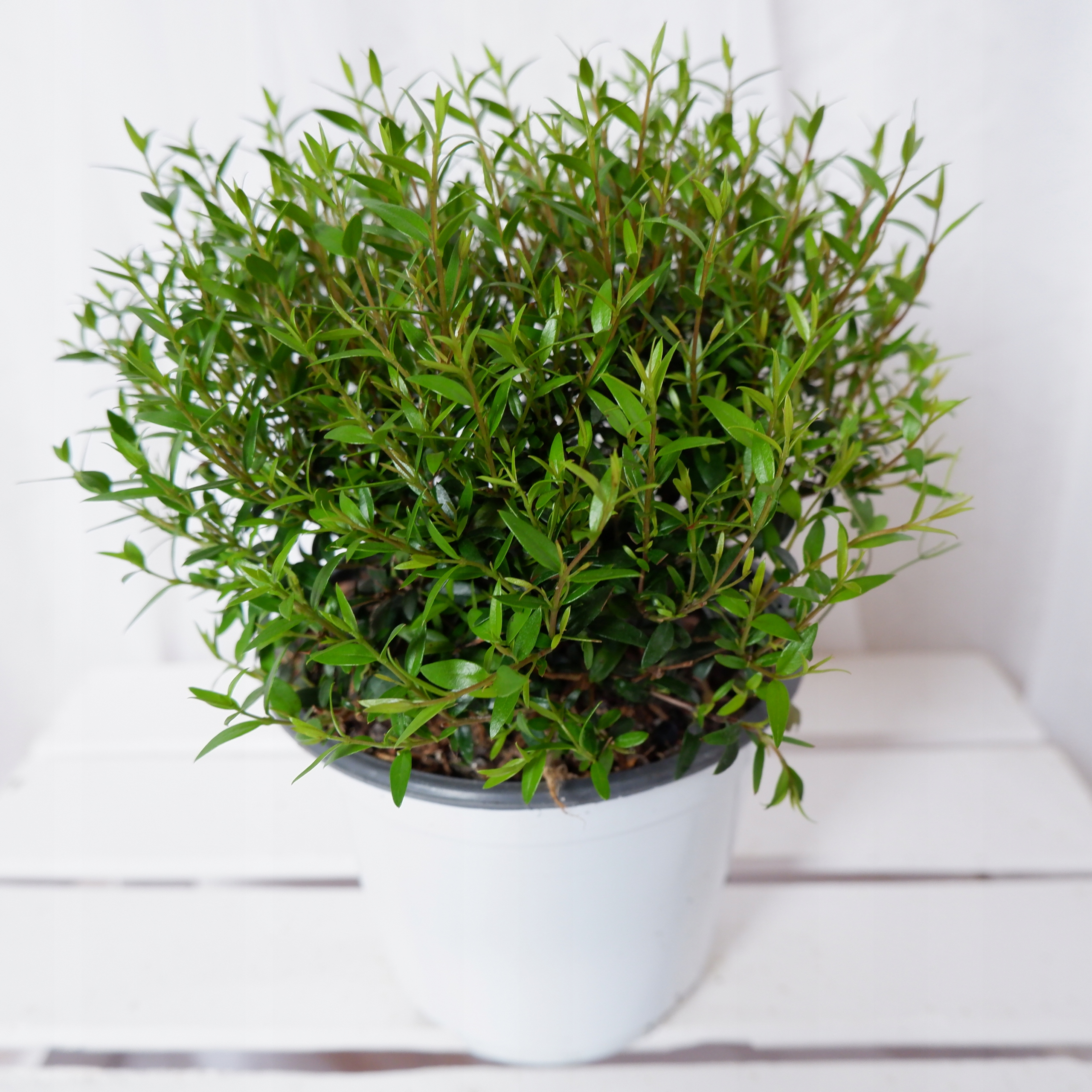 MIRT MYRTUS kulka don.14cm • Cena, Opinie • Rośliny doniczkowe ...