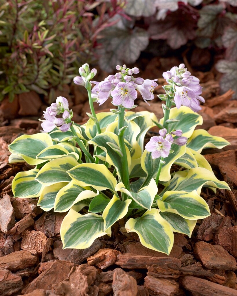 HOSTA FUNKIA LUCKY MOUSE MINIATURKA Hosta • Cena, Opinie • Byliny ...