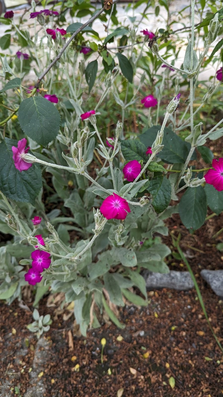 Firletka Omszona - Niska cena na Allegro