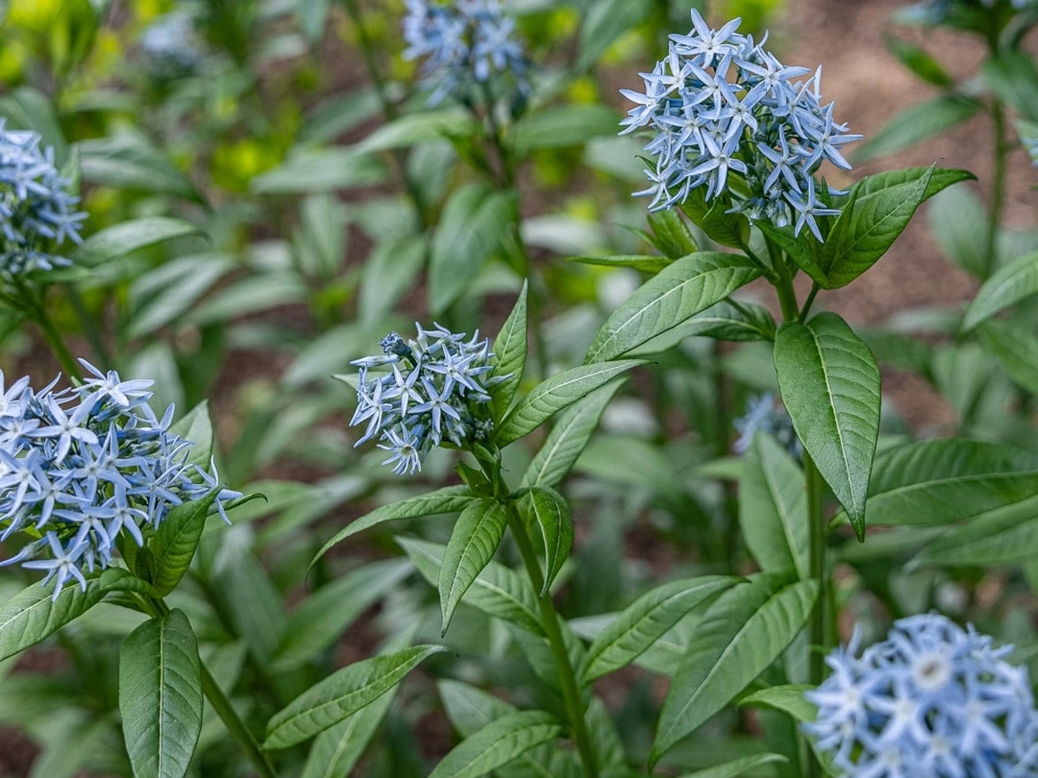 Amsónie tabernaemontana - Amsonia tabernaemontana (kontejner p11 ...