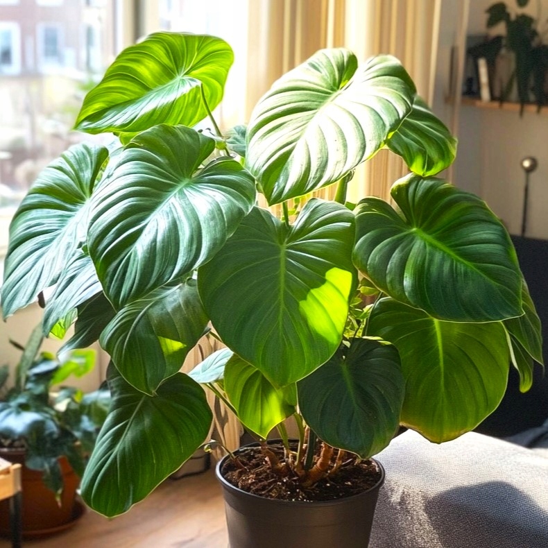 Philodendron Fuzzy Petiole Kwiat Filodendron Odmiany Roślina ...