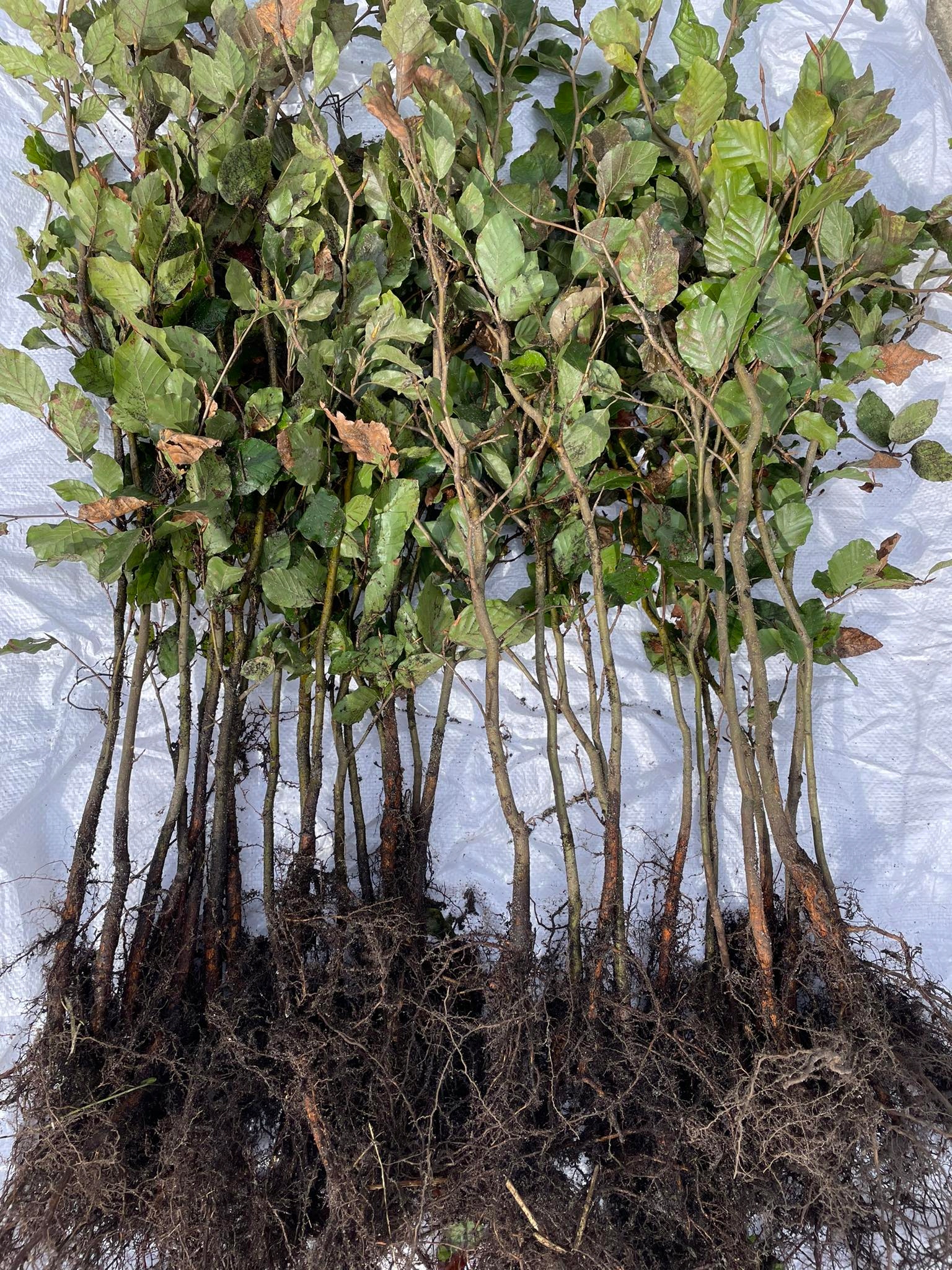 Buk Pospolity na żywopłot sadzonki 40-60cm 100szt • Cena, Opinie ...