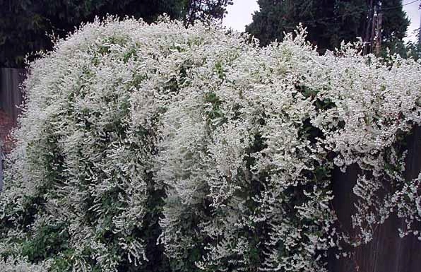 Rdest Auberta pnącze szybko rosnące Pa 151 • Cena, Opinie • Rośliny ...