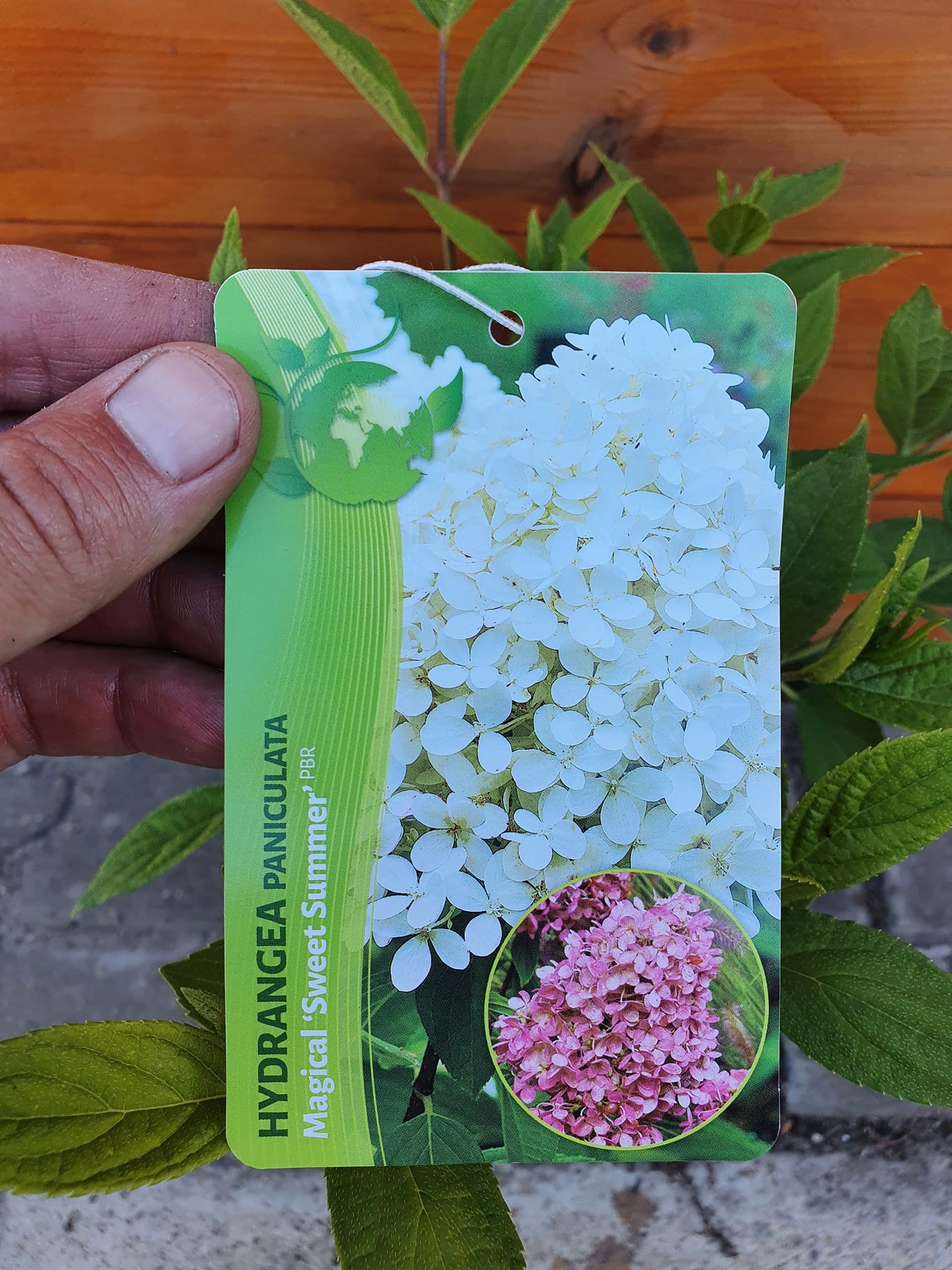 Hortensje sadzonka w pojemniku 2-3l 20-60 cm • Cena, Opinie • Drzewa i ...