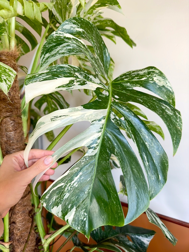 Monstera Variegata|SADENICA REZANÁ RASTLINA za 24,53 € - Allegro