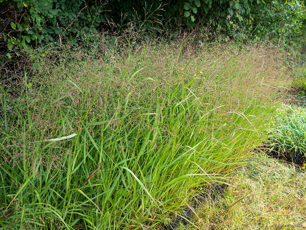 Proso rózgowate WARRIOR czerwone - trawa ozdobna na BALKON sadzonki ...