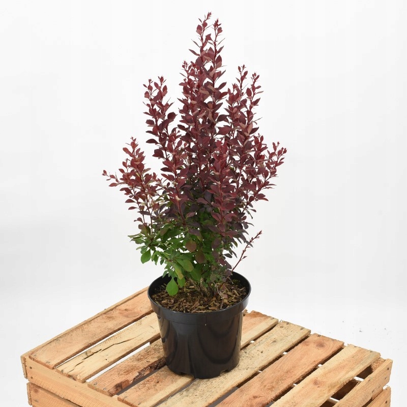 Berberysy żółty sadzonka w pojemniku 2-3l 20-30 cm (5900974001971) • Cena, Opinie • Drzewa i ...