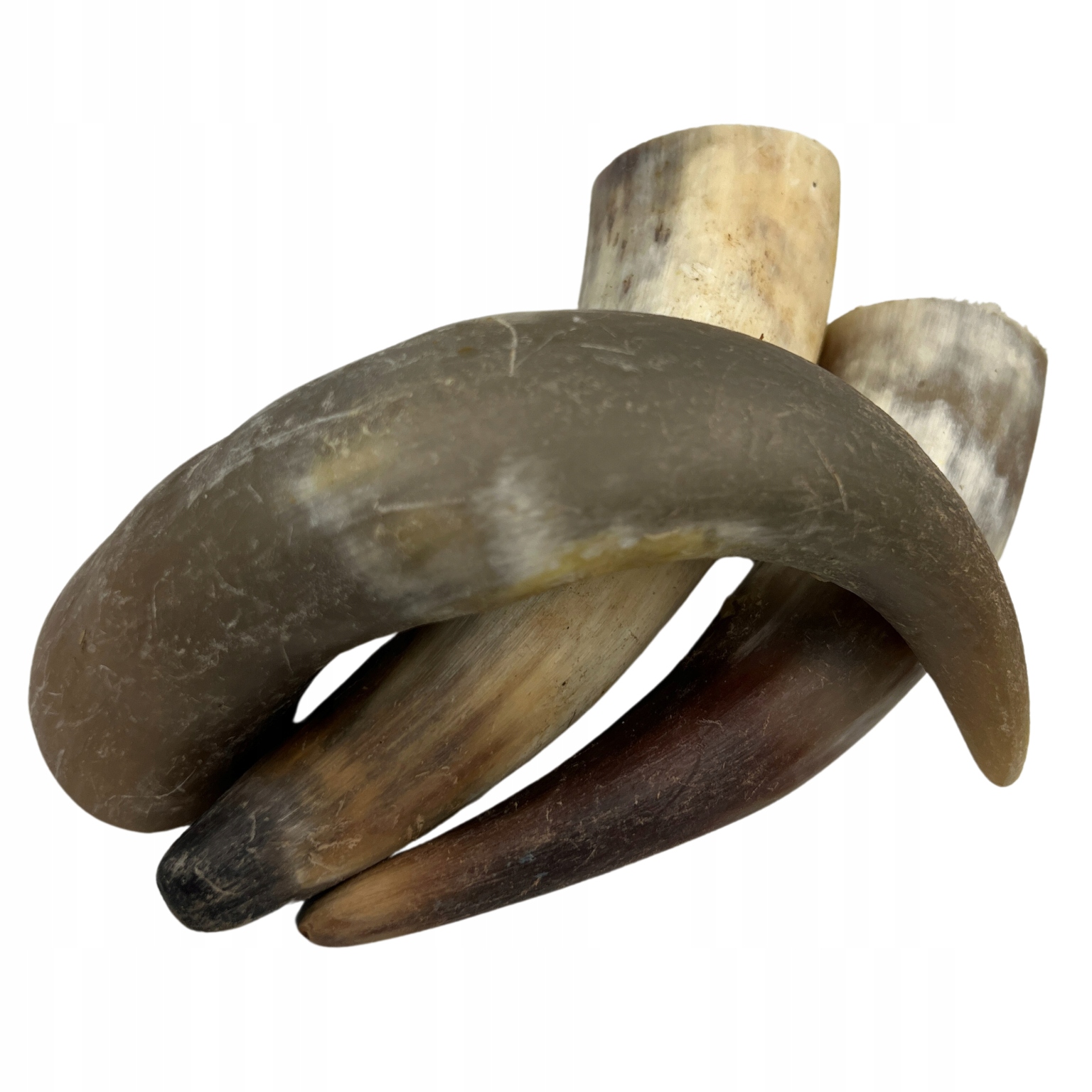 Naturalny Gryzak dla Psa Róg wołowy 1 szt Rogi Suszone Premium Animal ...