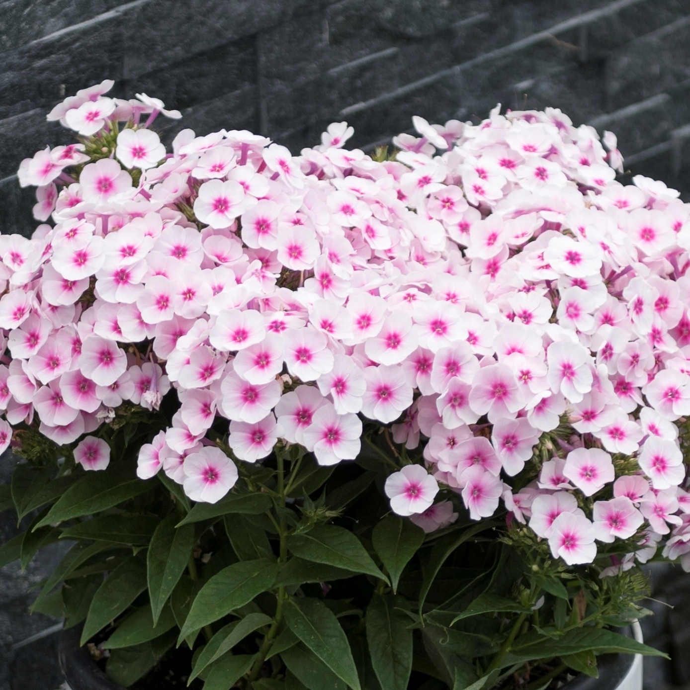 FLOKS WIECHOWATY Pro Soft Pink ~ Z OCZKIEM • Cena, Opinie • Byliny ...