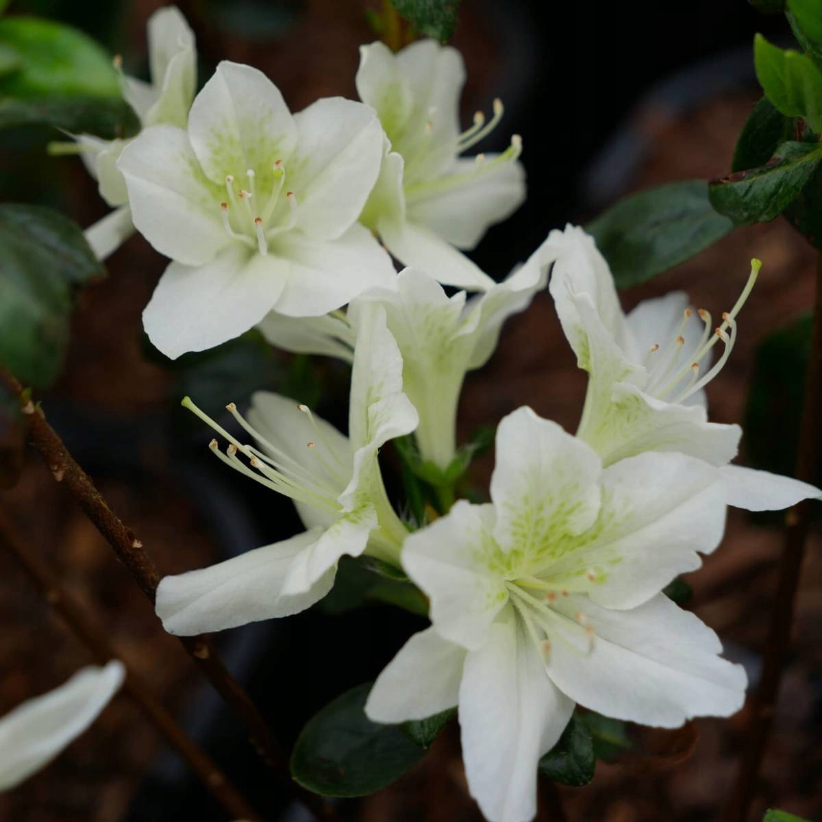 Azalia japońska 'White Lady' ŚNIEŻNOBIAŁE KWIATY, sadzonka pojemnik 0 ...