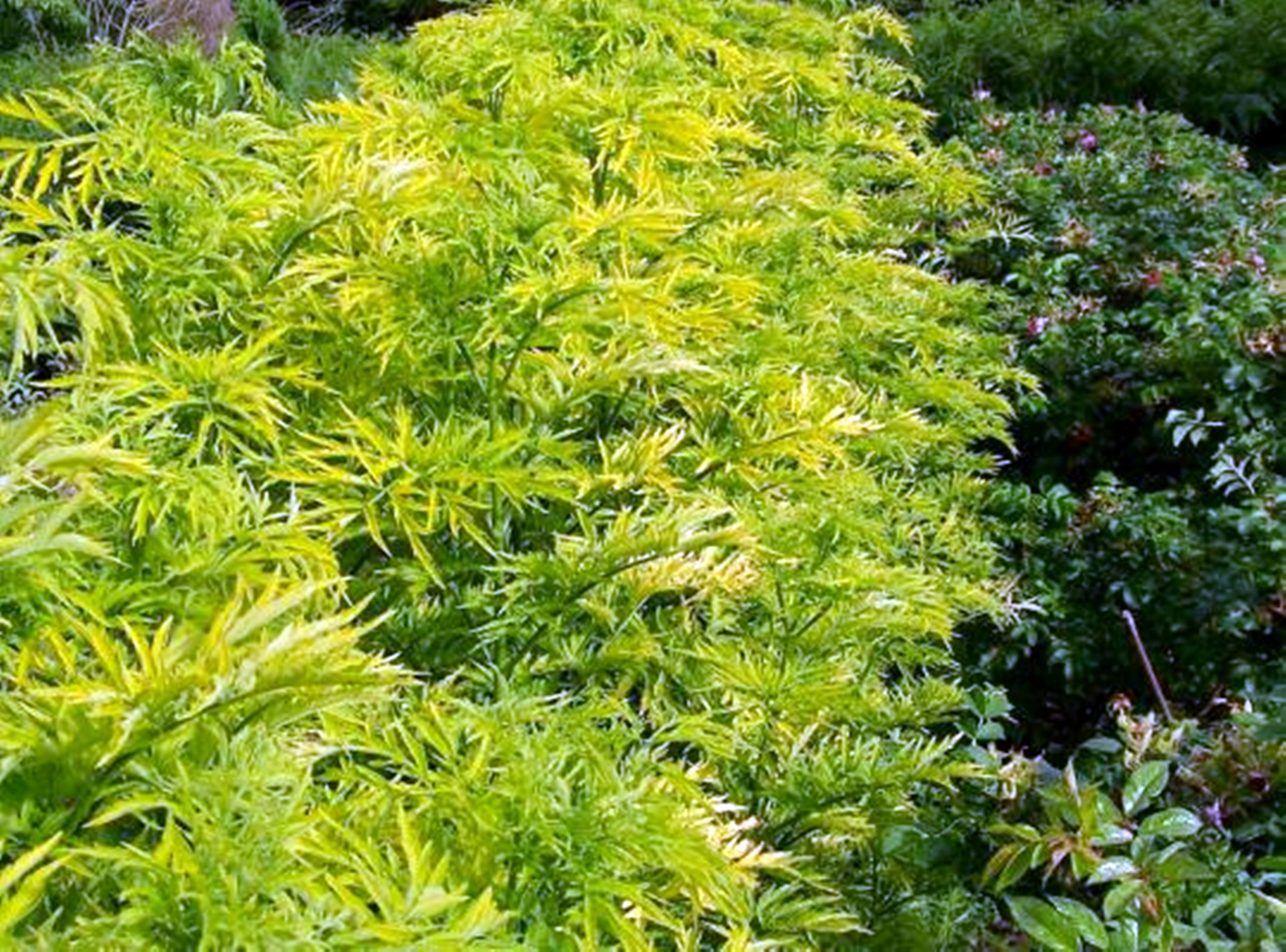 SAMBUCUS NIGRA 'GOLDEN TOWER' BEZ CZARNY (BEZ CZARNY) • Cena, Opinie ...
