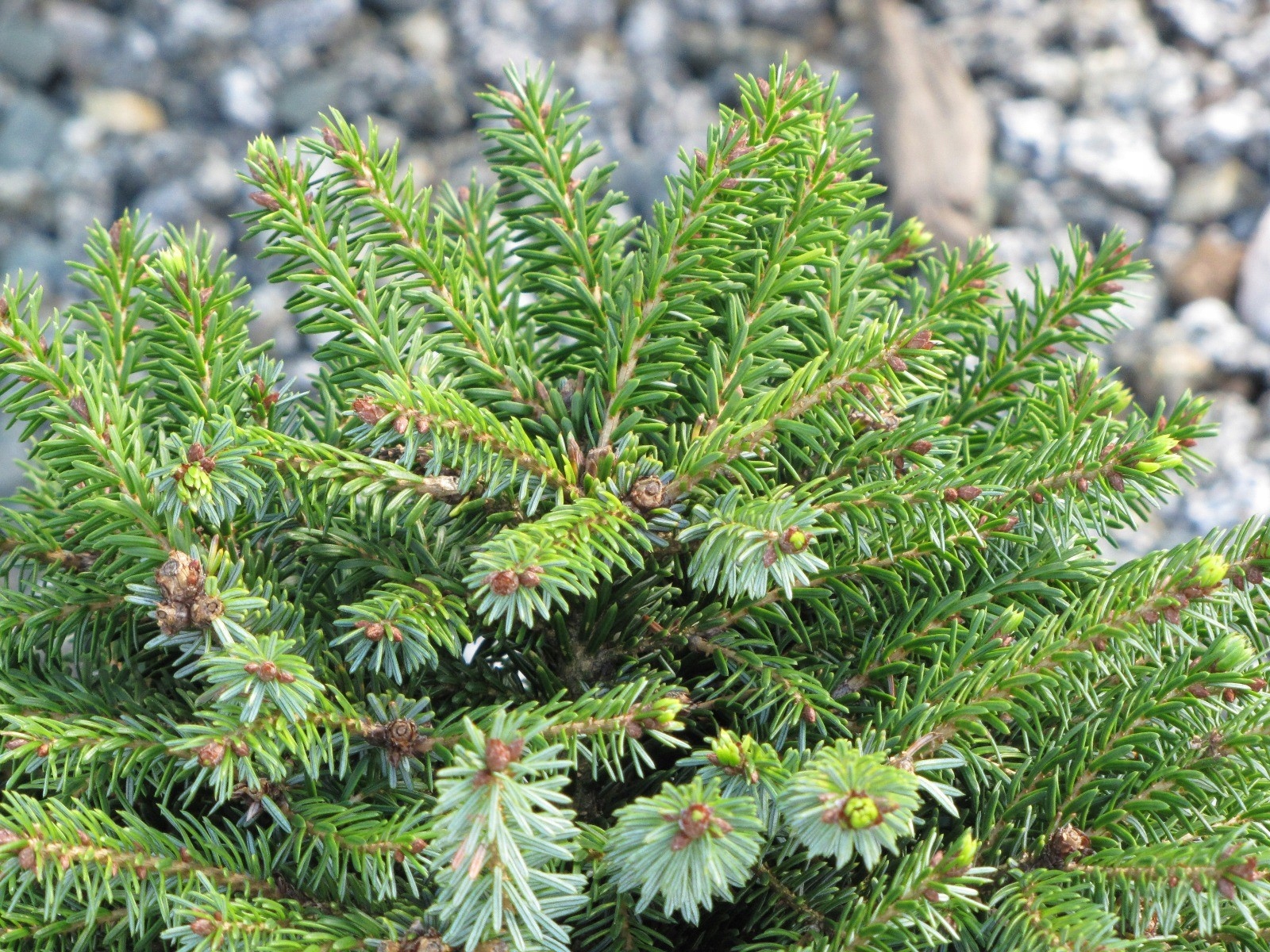 Świerk serbski 'Pimoko' (Picea omorika) - sadzonki 30 - 40 cm • Cena ...