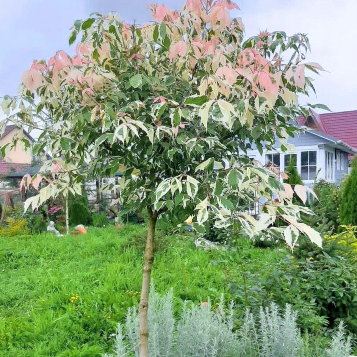 Klon jesionolistny Flamingo szczepiony na pniu • Cena, Opinie • Drzewa ...